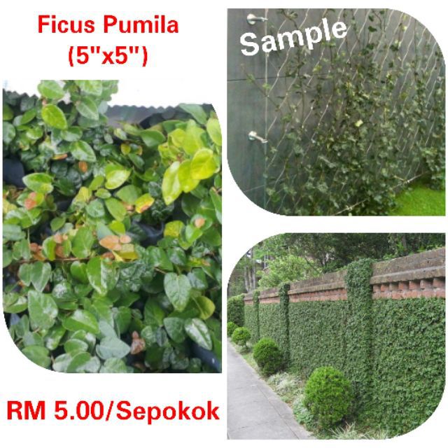 Pokok Ficus Pumila (5"x5") | Shopee Malaysia