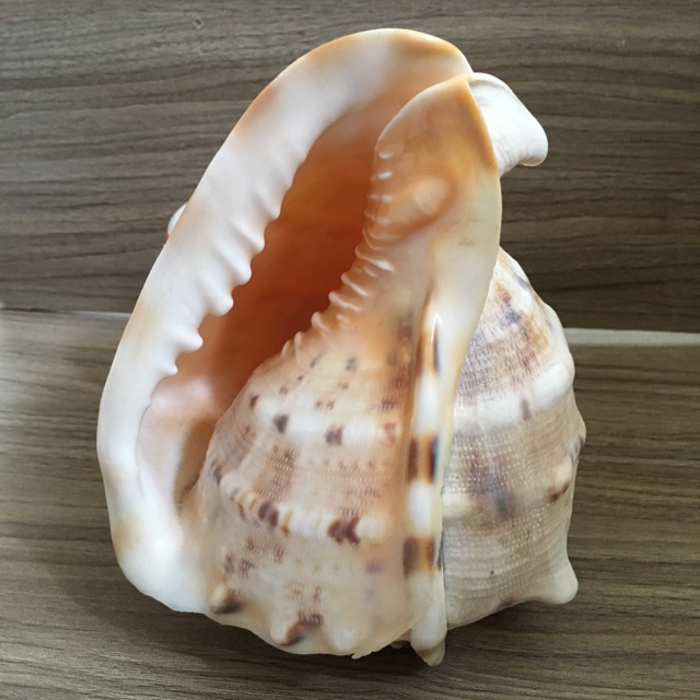 Real Original Natural Conch Snail Sea Shell with wave sound | Shopee ...