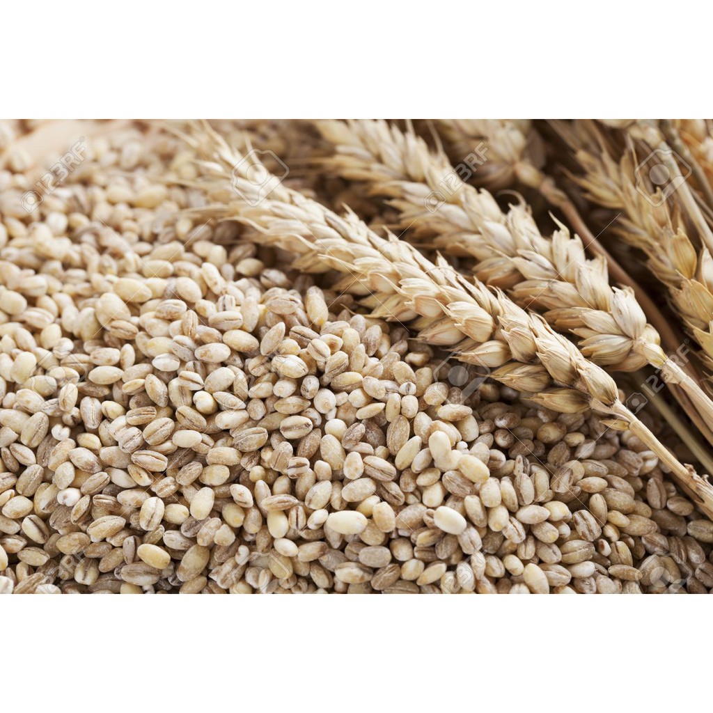 BIJI BARLI / BARLEY 100G | Shopee Malaysia