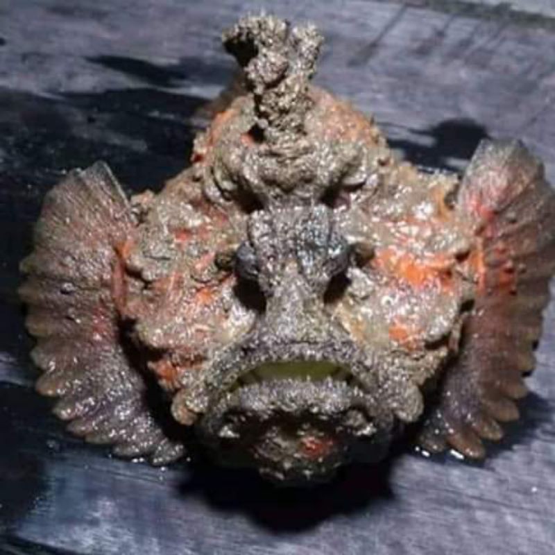 Ikan Kerapu Singa (mati) | Shopee Malaysia