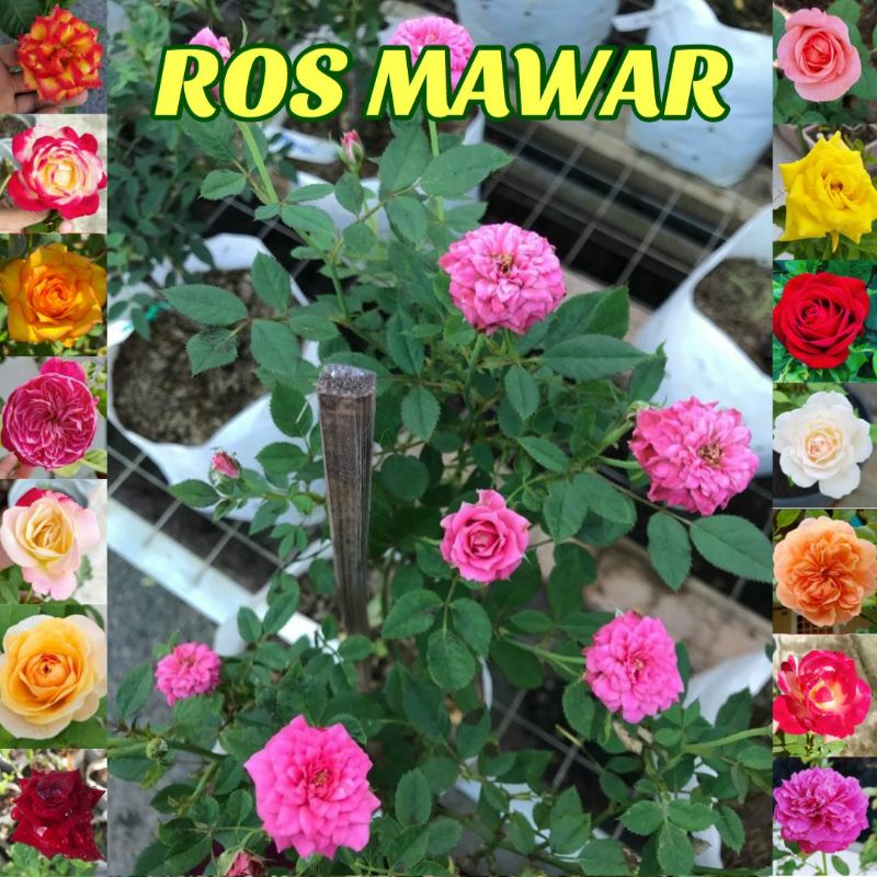 POKOK BUNGA ROSE MAWAR THAI LIVE PLANT MURAH | Shopee Malaysia