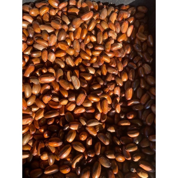 BUAH PERAH SEGAR DARI PAHANG | Shopee Malaysia