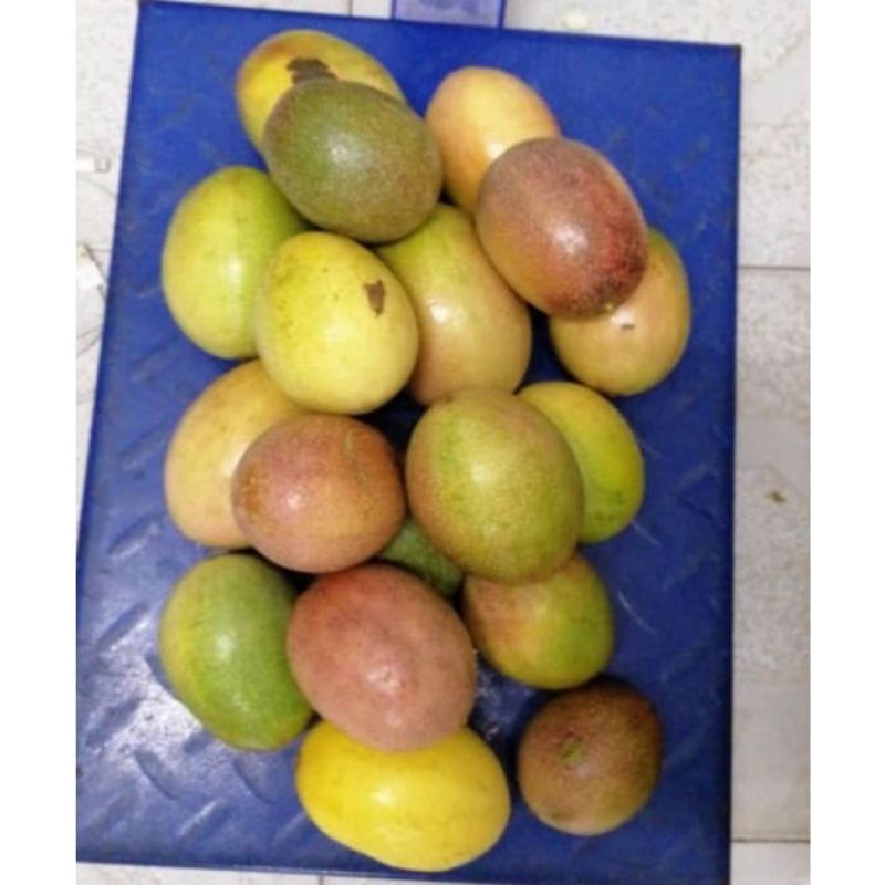 Buah markisa /Passiflora Edulis merah / kuning 1 kg | Shopee Malaysia