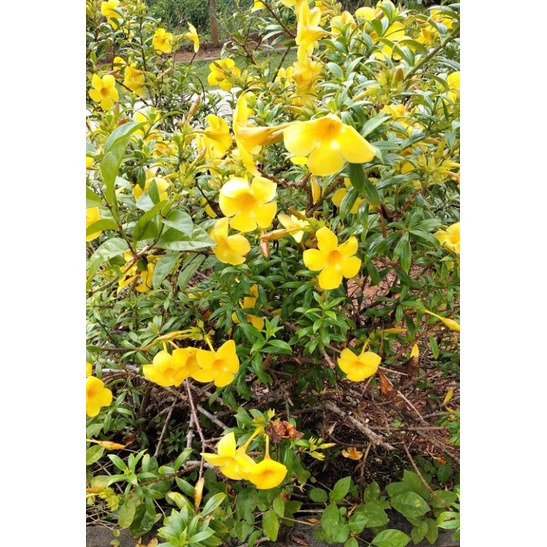 5 Keratan Batang Pokok Alamanda Cathartica l| Pokok Bunga Loceng ...