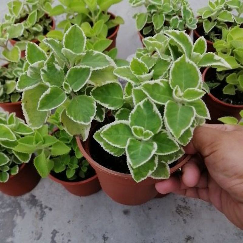 Mexican Mint Plant / Coleus Amboinicus Plant 彩色墨西哥薄荷/琉璃苣 (Fragrance ...