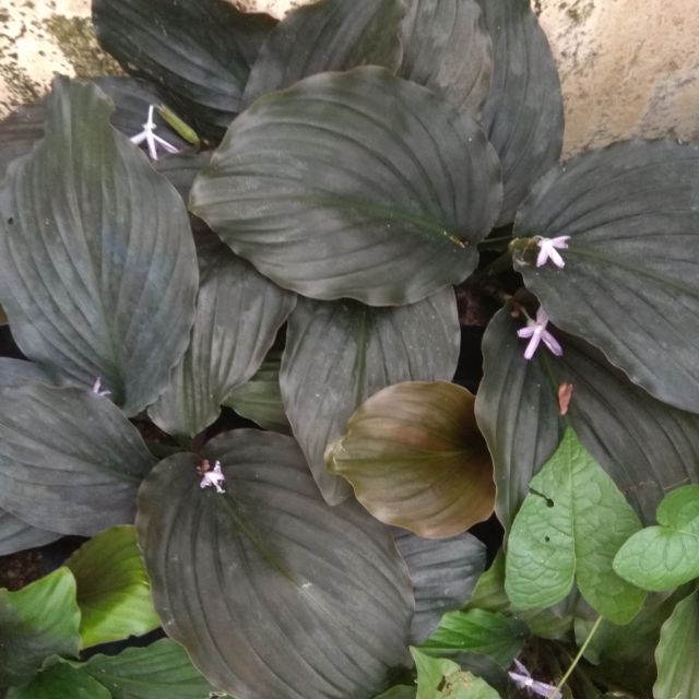 Pokok Cukur hitam bunga unggu | Shopee Malaysia