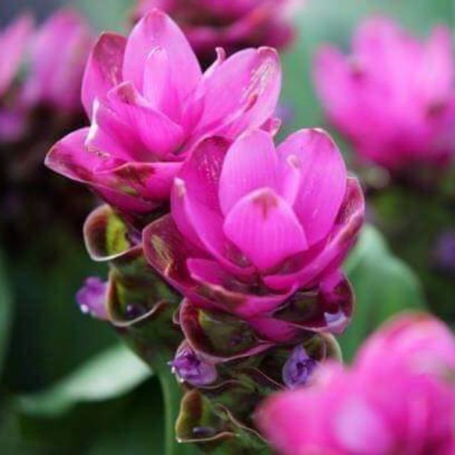 pokok Bunga thai tulip purple | Shopee Malaysia