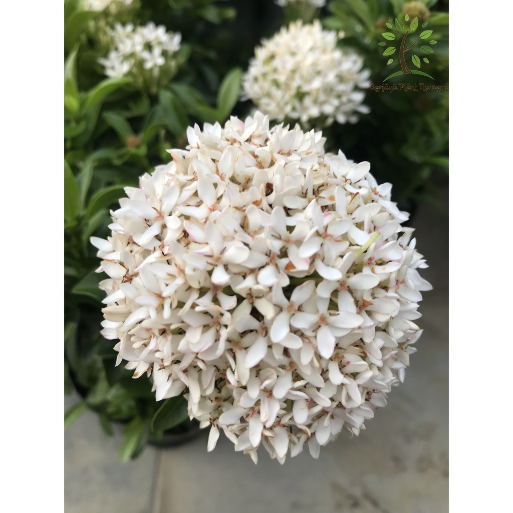 Berjaya Plant Nursery - Bunga Ixora Sunkist/Jenjarum(Pokok Bunga Hidup ...