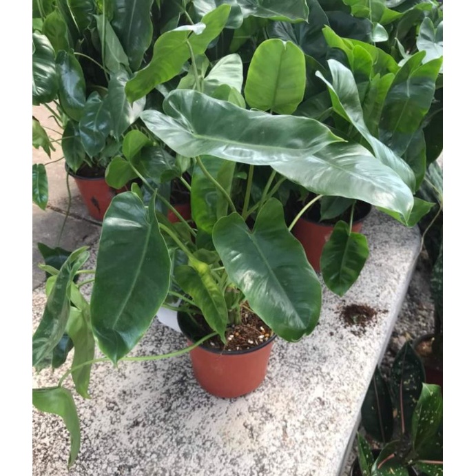 Live Plant Green Burle Marx /Pokok Hidup Philodendron Green Marx Indoor ...