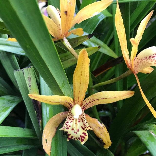 Cymbidium Orchid Live Plant / Orkid Cymbidium hidup bunga kuning ...