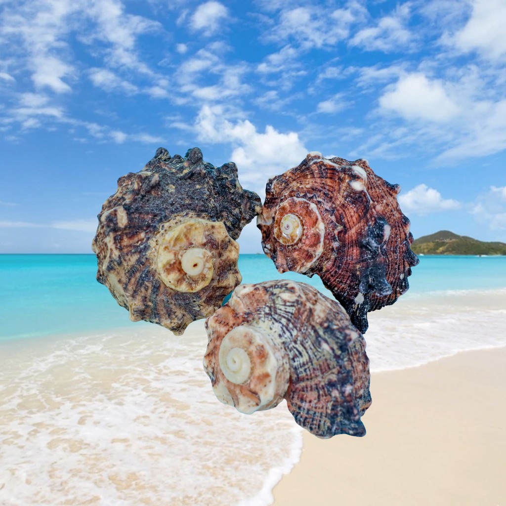 Ready Stock 3PCS 3-3.5CM Lunella Natural Rare Real Sea Shell Hermit ...