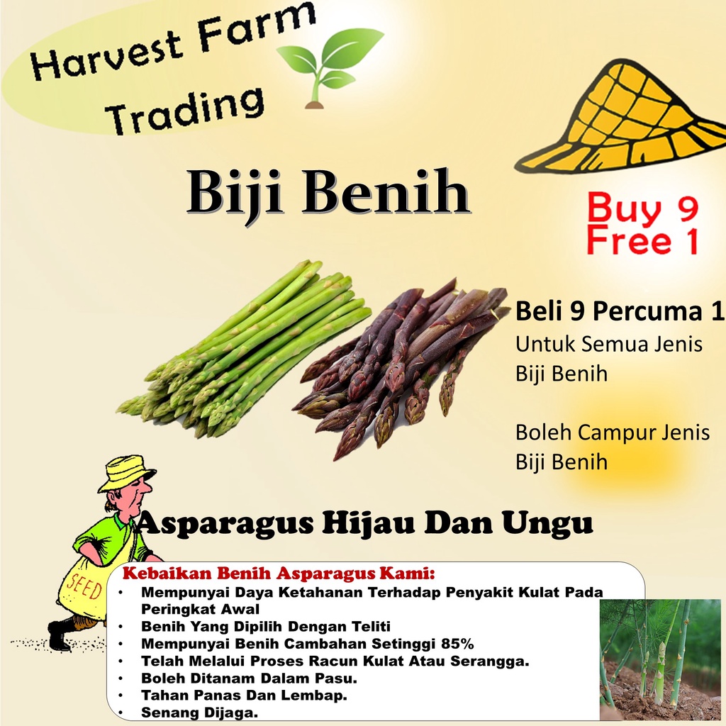 Biji Benih Asparagus Hijau Ungu 25Pcs +- Benih pokok Asparagus Hijau ...