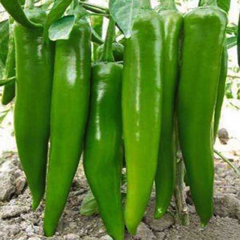 10pcs seeds CILI GEMUK Cili Tanduk Lembu buah besar gemuk sesuai utk ...