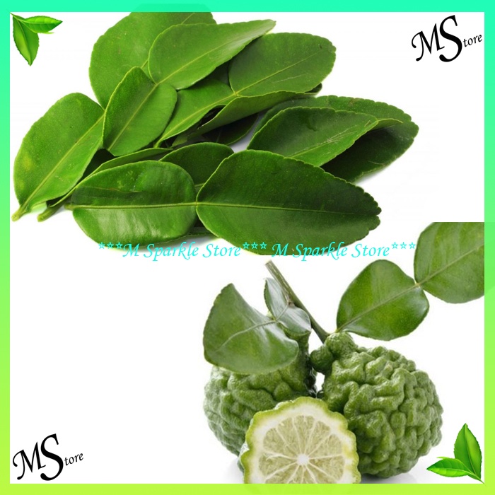 DAUN LIMAU PURUT/Kaffir Lime Leaves/麻风柑叶 | Shopee Malaysia