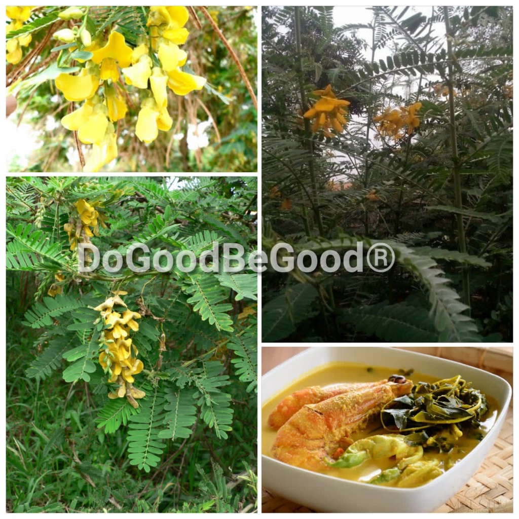 30pcs Yellow Sesbania grandiflora Plant Seeds / Biji Benih Pokok Bunga ...