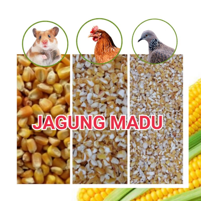 Jagung Madu Ayam [10kg] / Chicken Corn / Hamsters / Animal Food ...