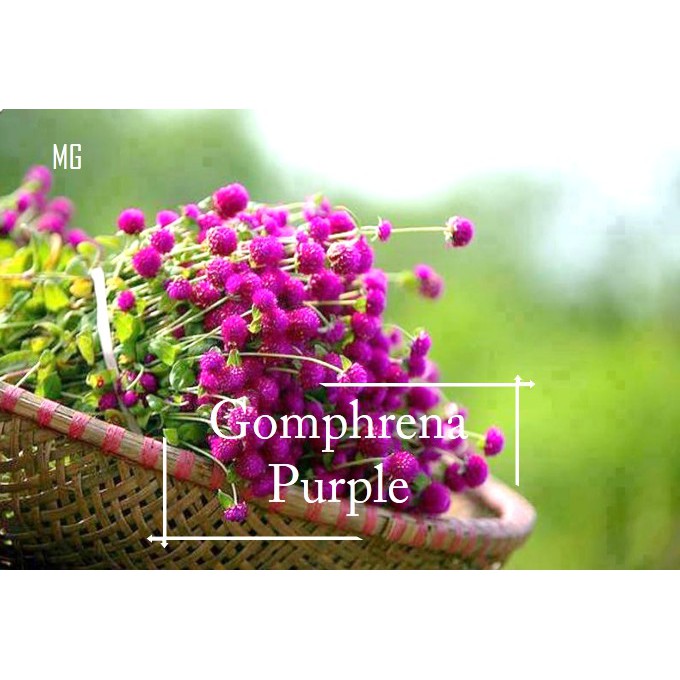 Gomphrena Purple Flower Seeds - 100 seed *Pot Friendly* Tanam Pasu ...