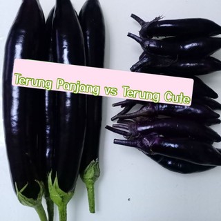 Benih Terung Mini Cute 20pcs/Mini Eggplant Seed/小茄子籽 | Shopee Malaysia