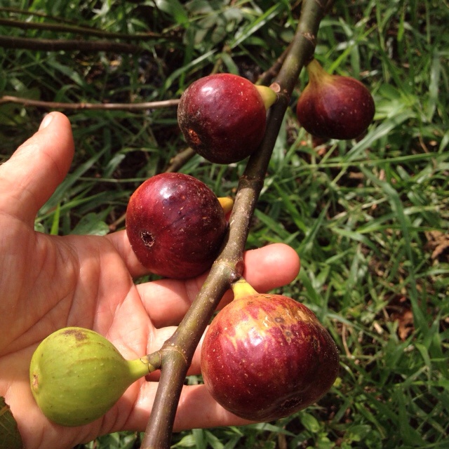🔥RED Fig Cuttings🔥Taiwan Golden Fig FRESHLY CUT 16cm ++ Keratan Batang ...