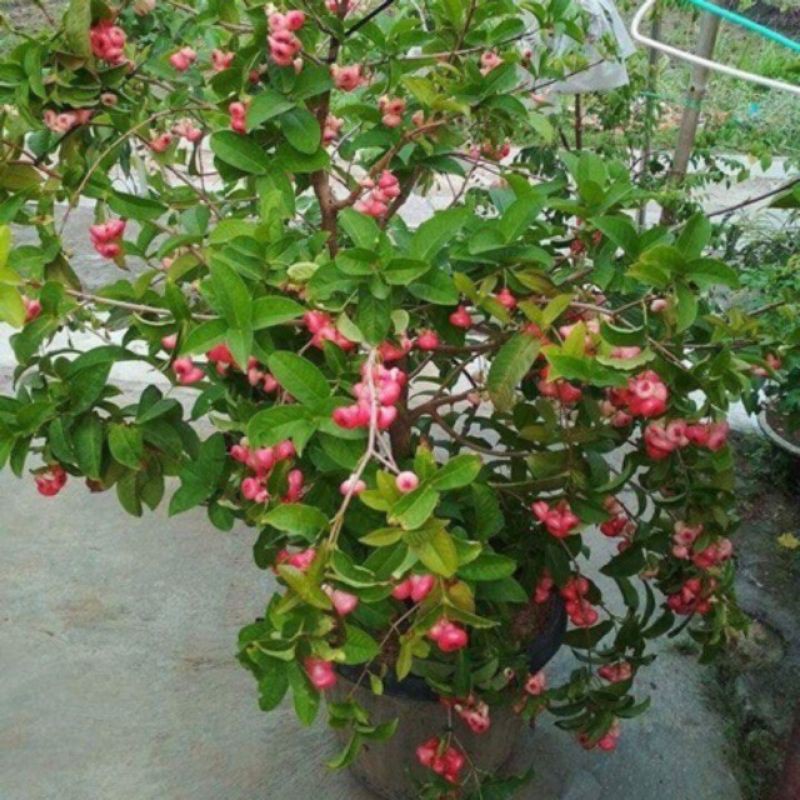 Anak Pokok Jambu Bertih Merah | Shopee Malaysia