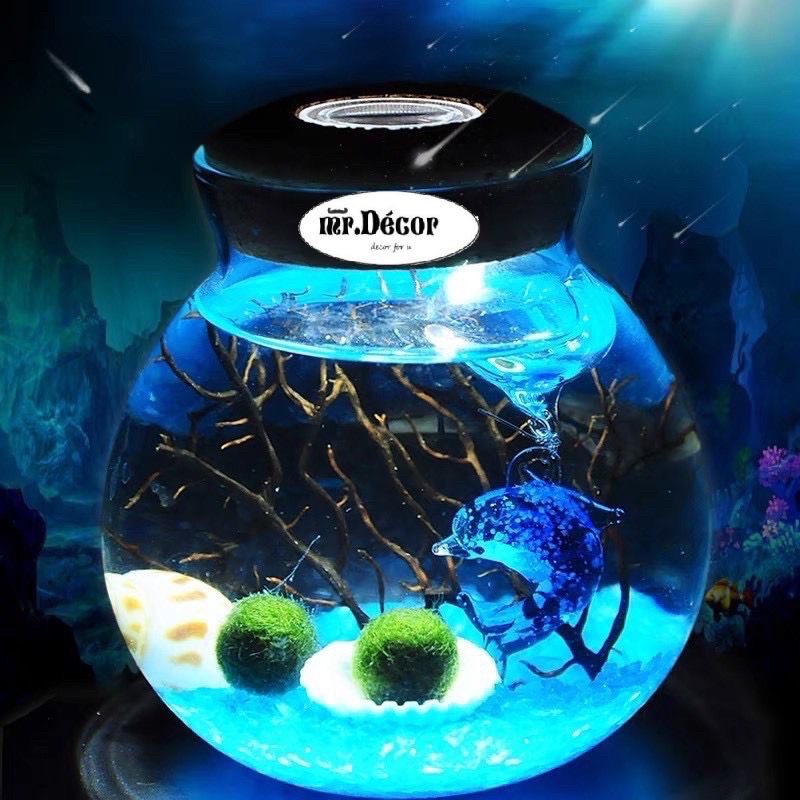 TERRARIUM DIY MARIMO SEAWEED BALL ECOLOGICAL ROUND BOTTLE MINI AQUARIUM ...