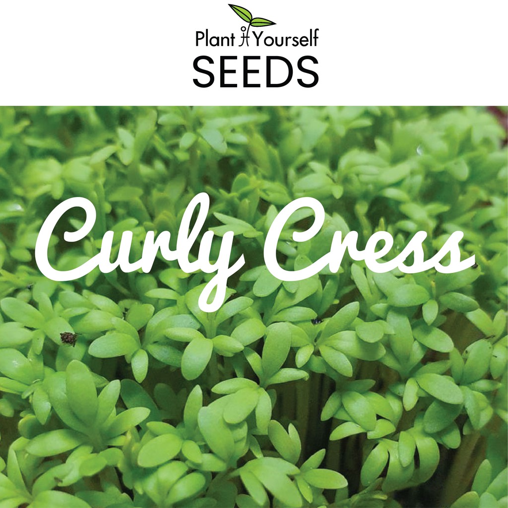 BENIH Curly Cress / SEEDS Curly Cress | Garden Cress / 种子 - 家独行菜 (1.7g ...