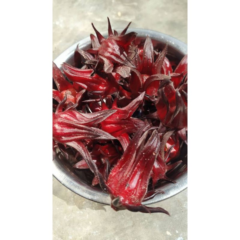 (Organik) Buah segar roselle (Hibiscus sabdariffa) Buah pokok asam raya ...