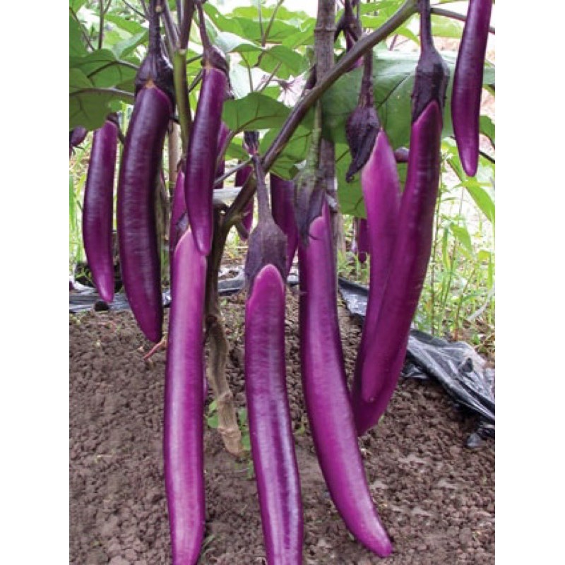 1 pack TERUNG UNGU PANJANG PURPLE EGG PLANT LONG EGG PLANT | Shopee ...