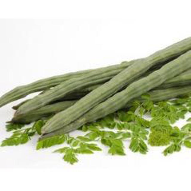 pokok kelor / moringa / munggai / lemunggai | Shopee Malaysia