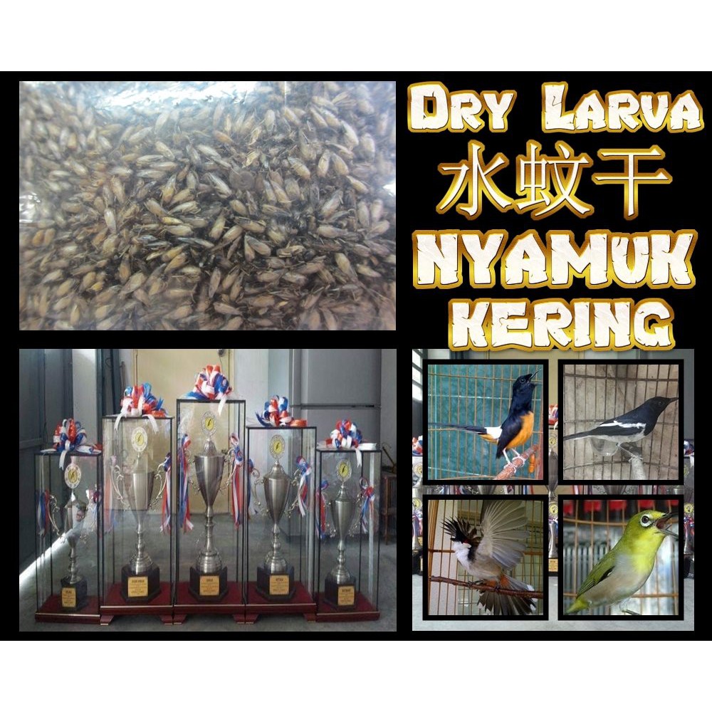 Cacing Kering 6g – Dry Larva Nyamuk Panas Makanan Burung Murai MB, MJ ...