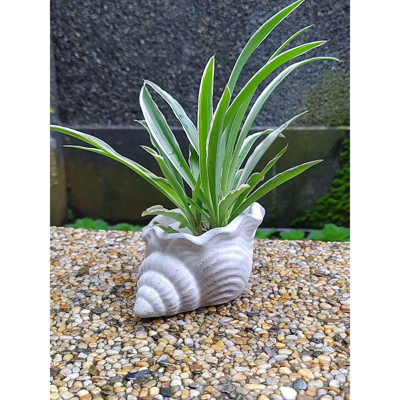 Pokok Labah-Labah/Spider Plants Chlorophytum Comosum Air Purifying ...