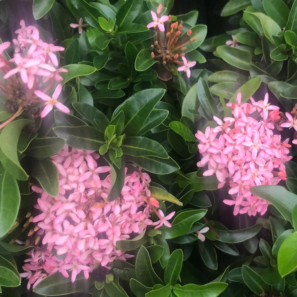 Anak Pokok Ixora Pelbagai ID Bunga Siantan Jejarum Pecah Periuk ...