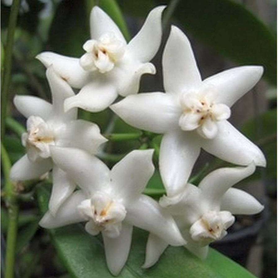 Hoya Griffithii (real plant) | Shopee Malaysia