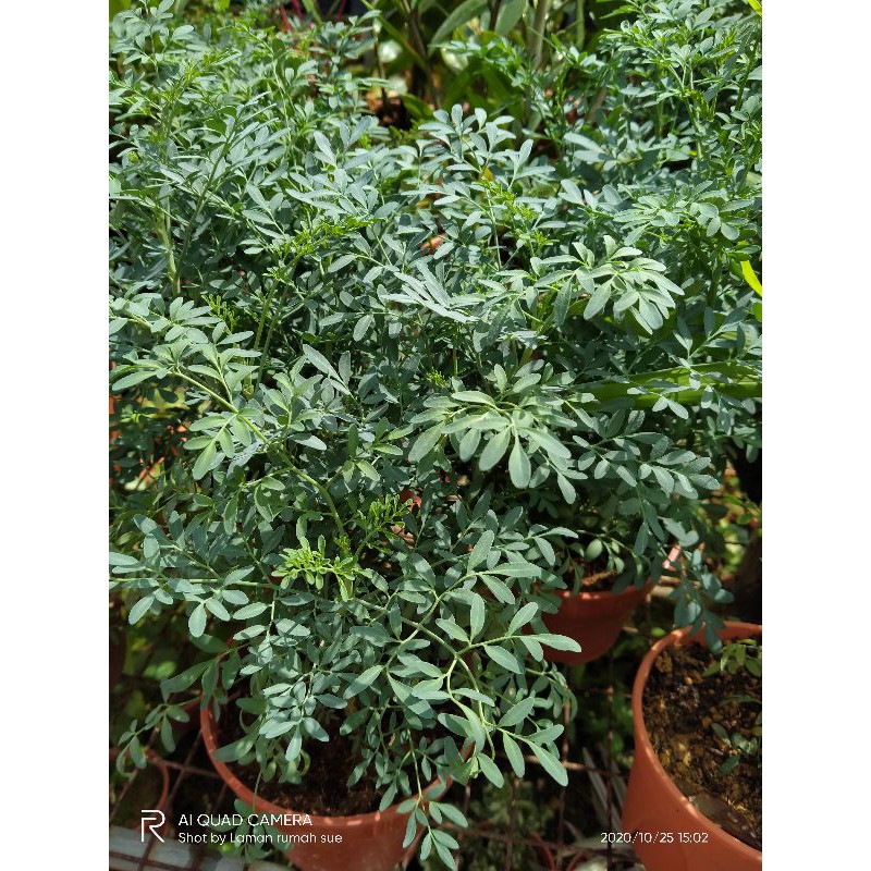 pokok garuda/aroda/bau busuk | Shopee Malaysia