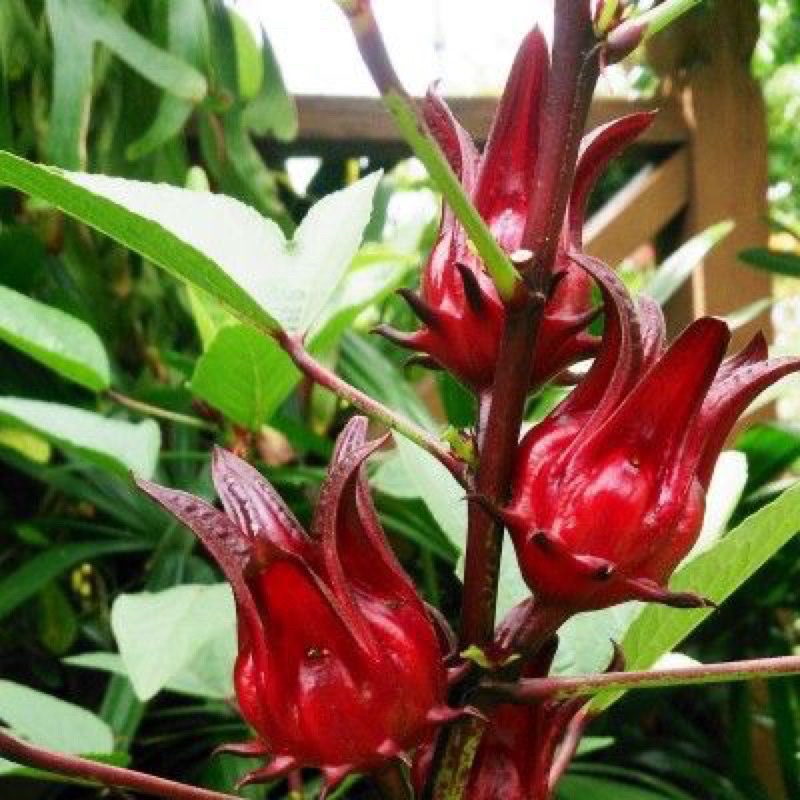 20pcs seeds ROSEL FLOWER biji benih bunga ROZEL RIBENA semai dlm pasu ...