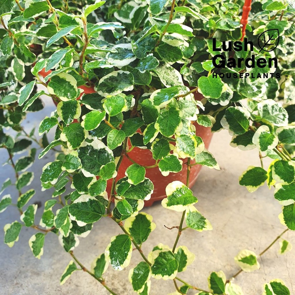 Ficus Pumila Variegated / Climbing Fig / Creeping Fig 150mm Pot Hanging ...