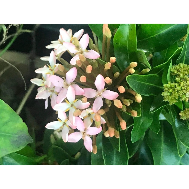 Pokok ixora / jejarum / siantan bunga wangi madagascar ixora, ixora ...