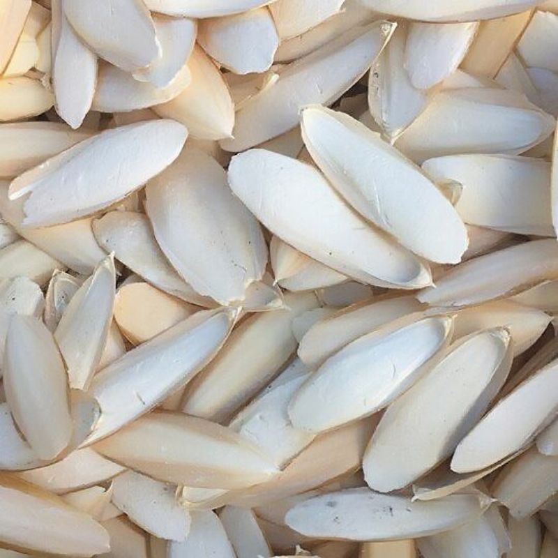 Cuttlefish Bone | 🔥🔥 OFFER 🔥🔥 | Tortoise Calcium treats | 天然钙质 | 墨鱼骨 ...