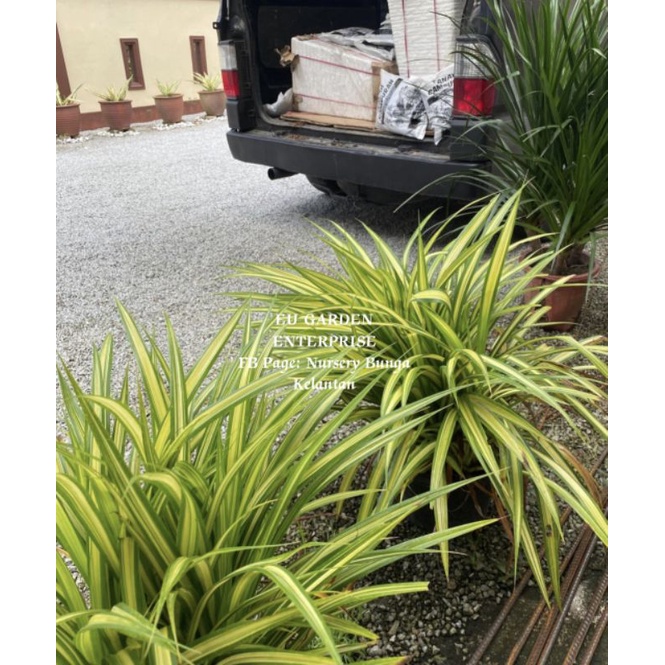 Pokok Pandan Batik / Pandan Kuning | Shopee Malaysia