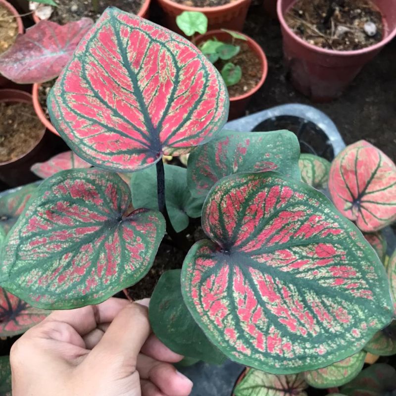 B1(keladi daging merah urat hijau daun bulat) | Shopee Malaysia