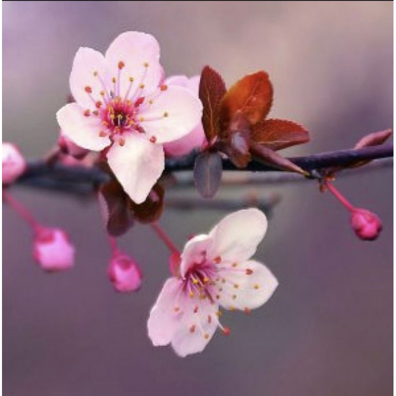 Mother ZIDANE'S NOTES | Shopee Malaysia