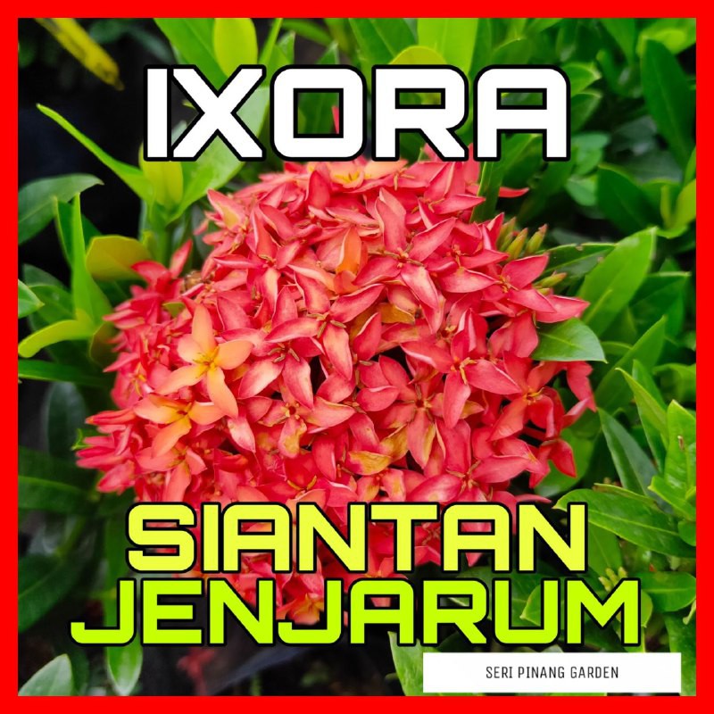 SIANTAN JENJARUM BUNGA KERTAS IXORA (MERAH) | Shopee Malaysia