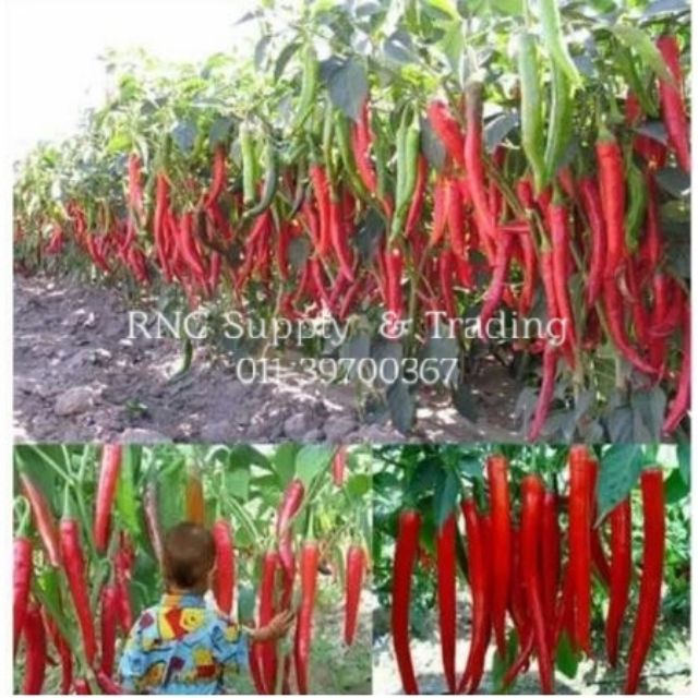 🔥RARE SEED🔥 Biji Benih Cili Panjang Long Spicy Chili 5 | Shopee Malaysia