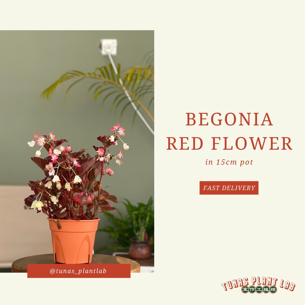 TPL - Tunas Plant Lab - Begonia Red Flower - REAL LIVE PLANT - RARE ...