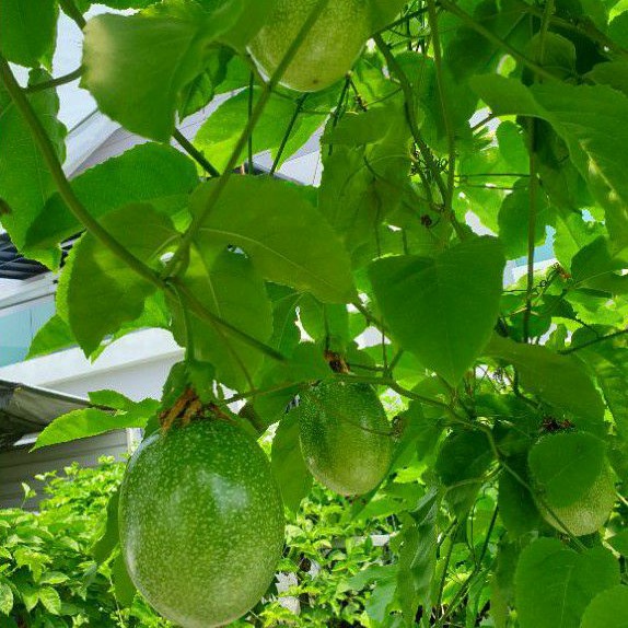 Passion Fruit Plant / Anak Pokok Markisa (Live Plant) | Shopee Malaysia