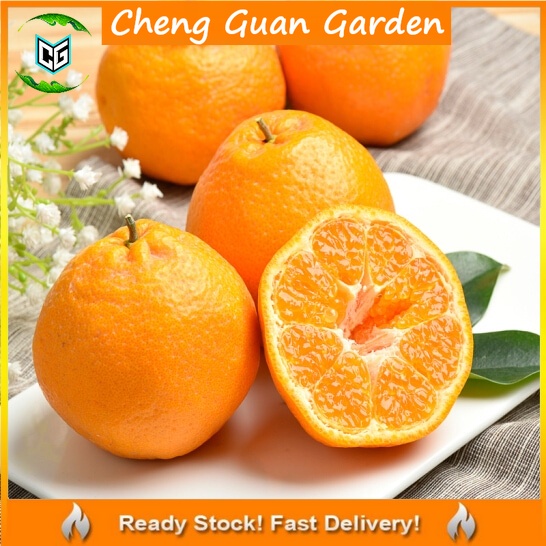 Anak Pokok Limau Dekapon Dekopon Pokok Import Dari Thailand | Shopee ...