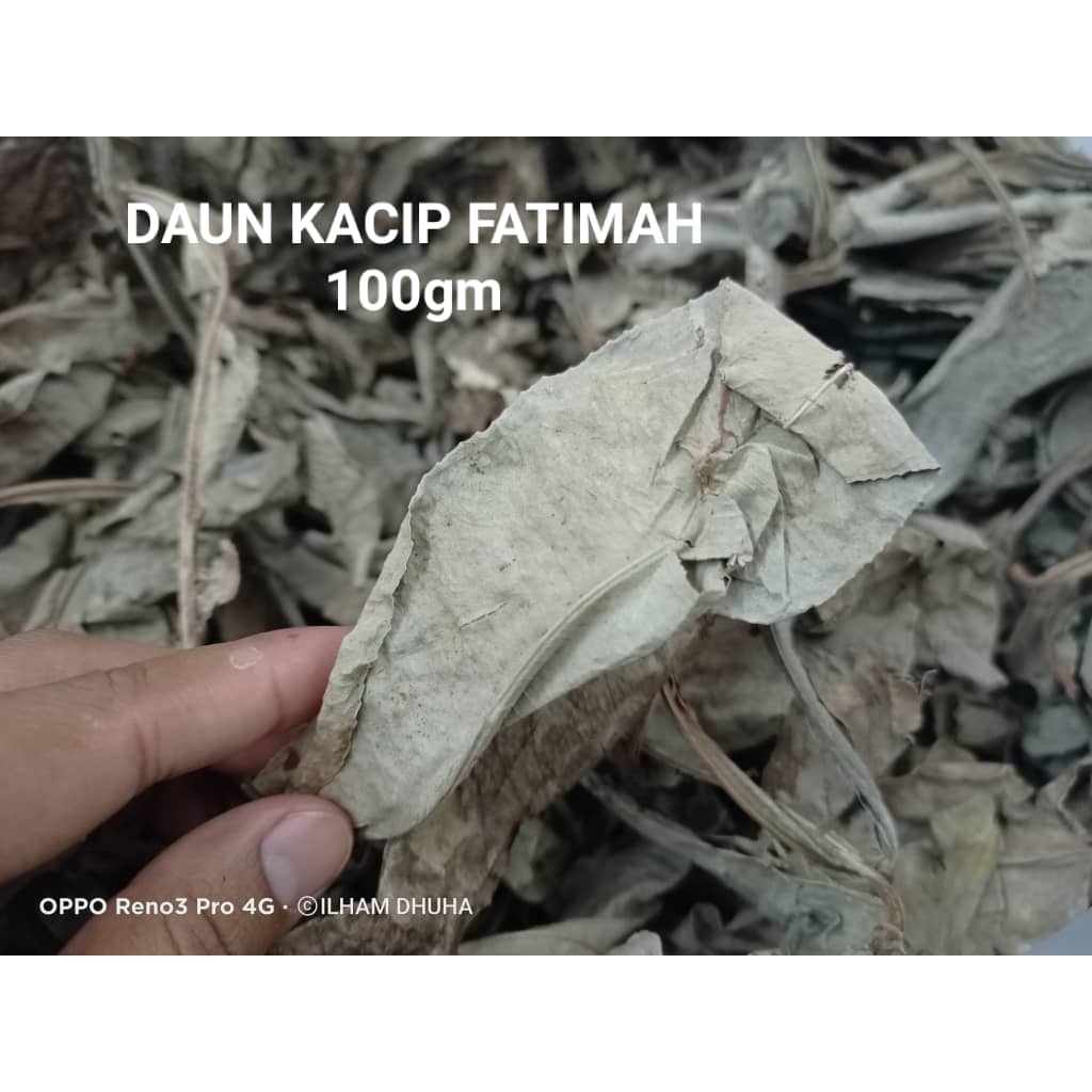 KACIP FATIMAH KERING 100GM / DAUN KACIP FATIMAH / KACIP FATIMAH / DAUN ...