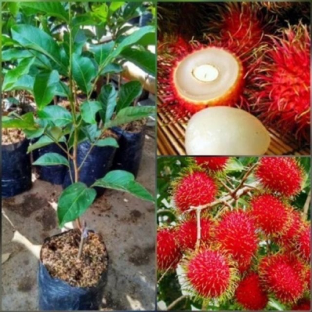 rambutan anak sekolah hybrid plant (pokok kahwin) | Shopee Malaysia