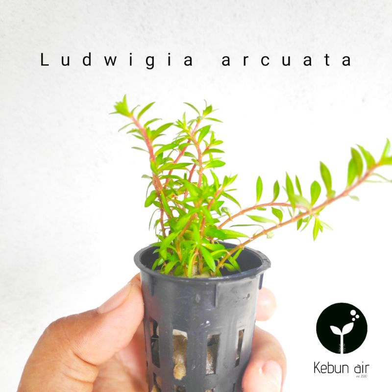 🔥🔥Buy 5 free 1🔥🔥 AQUATIC PLANT/AKUATIK/POKOK AIR/POKOK AKUARIUM ...