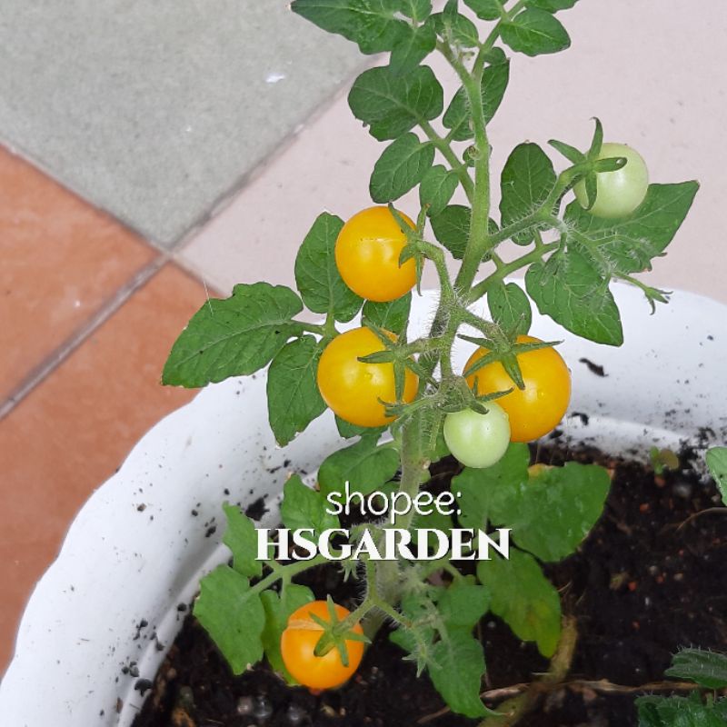 Dwarf • 30 biji benih Tomato Golden Balcony Miracle • Renek | Shopee ...